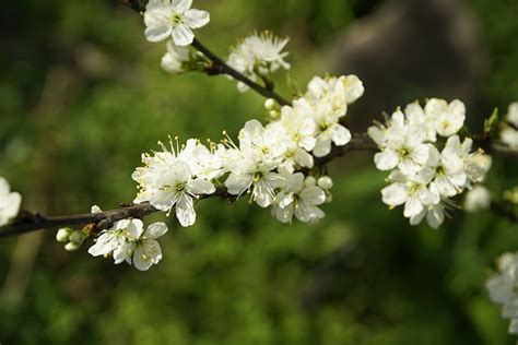 Flowers Mirabelle Bloom - Free photo on Pixabay - Pixabay