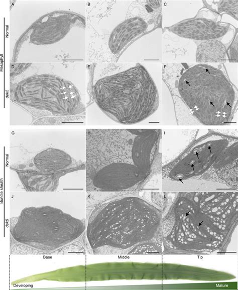 Maize Defective Kernel5 Is A Bacterial Tamb Homologue Required For