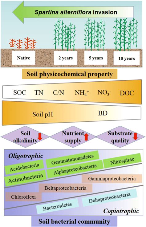 Schematic of dynamics of soil physicochemical properties and bacterial... | Download Scientific ...