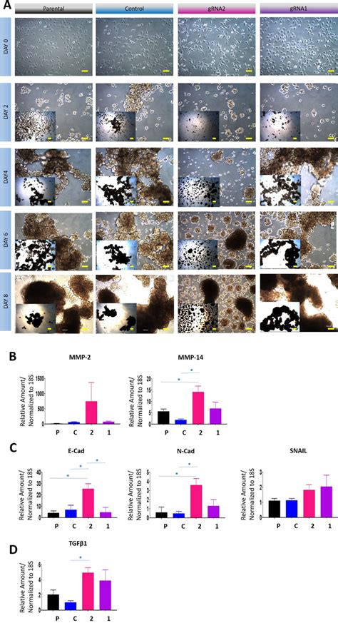 3d Spheroid Growth And Mrna Expression Of Emt Associated Genes In Download Scientific Diagram