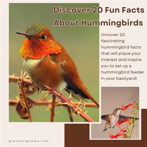 Discover 20 Fun Facts About Hummingbirds Grateful Gnome