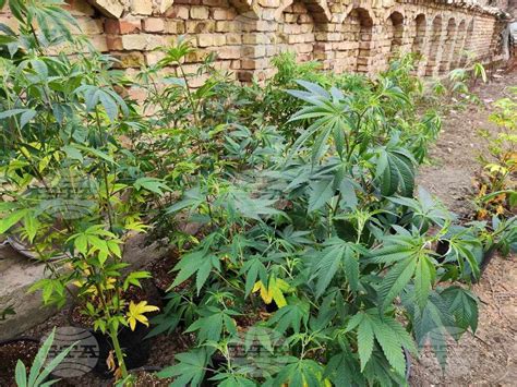 Криминалисти от Шумен задържаха 37 годишен местен жител за отглеждане и притежание на наркотични