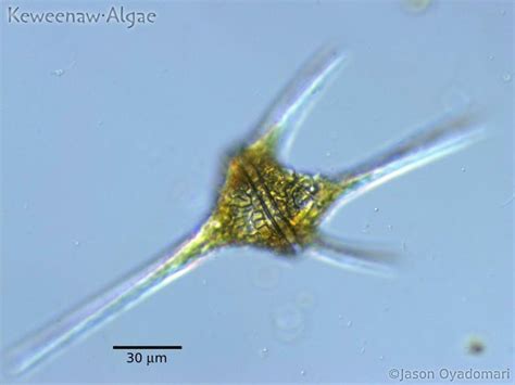 Dinoflagellates Related Keywords & Suggestions - Dinoflagellates Long ...