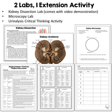 Urinary System Unit Suburban Science Urinary System Unit Suburban Science
