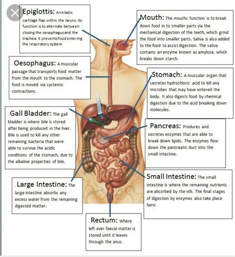 Explain Human Digestive System With Digram Brainly In