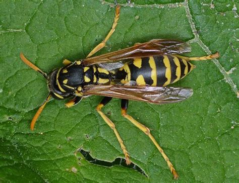 21 Types Of Wasps Facts And Photos