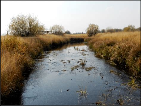 Cross Section 4 Riffle Looking Upstream Download Scientific Diagram