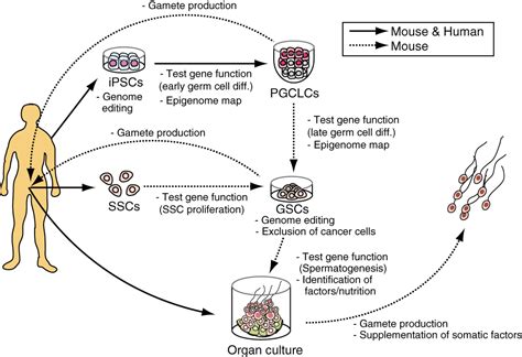 Stem Cells In Vitro Gametogenesis And Male Fertility In Reproduction Volume 154 Issue 6 2017