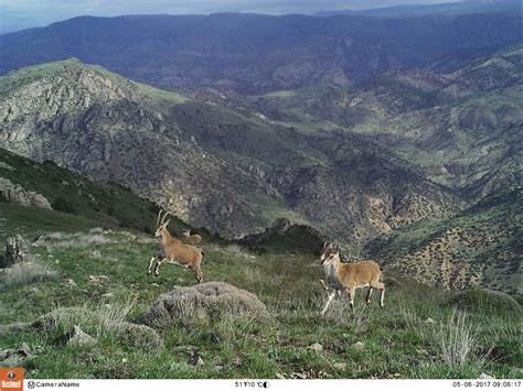 Spot The Ultra Rare Caucasian Leopard In Armenias Caucasus Wildlife Refuge