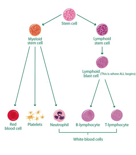 Cell Differentiation Diagram Neuroblastoma Differentiation