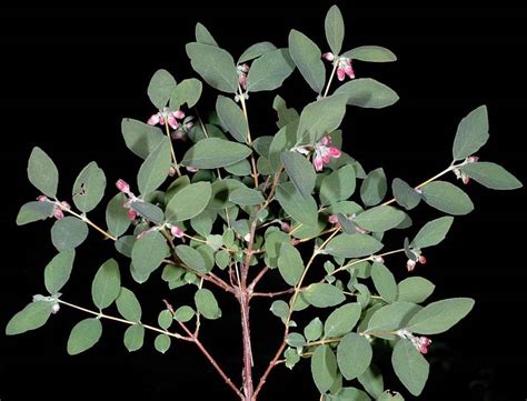Symphoricarpos Mollis Burke Herbarium Image Collection