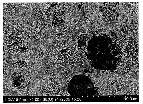 Polymer Electrolyte Membrane And Preparation Method Thereof And