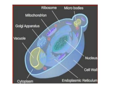 Solution Yeast Life Cycle Studypool