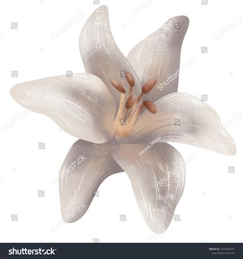 Raster Lily Flower Illustration On White Stock Illustration Shutterstock