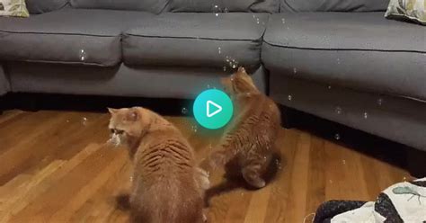 What Are These Mysterious Floaty Things  On Imgur