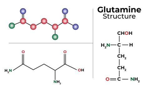 Difference Between Glutamate And Glutamine Geeksforgeeks