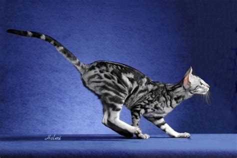 65 Warrior Cat Poses Ideas Cat Pose Warrior Cat Cat Anatomy