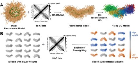 multi scale modeling procedure during model generation based on hi c