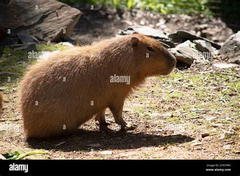 Capybara Is A Giant Cavy Rodent Native To South America It Is The