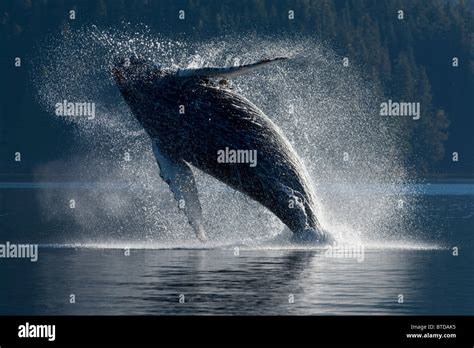 Whale Spraying Water High Resolution Stock Photography and Images - Alamy