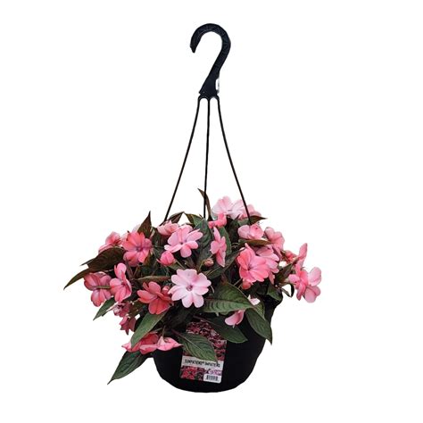 Theuts Impatiens Sunpatiens Hanging Basket Shop Potted Plants At H E B