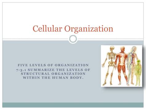 Cellular Organization Ppt