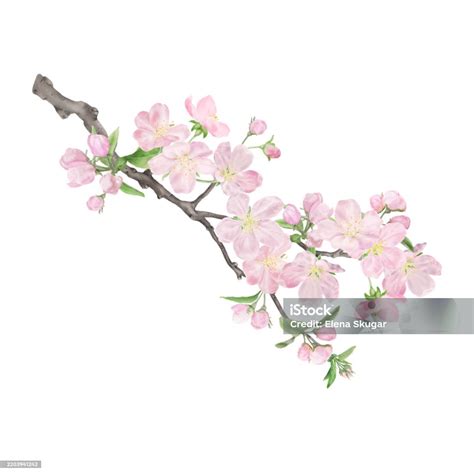 봄 사과 벚나무 나뭇가지에 녹색 잎이 있는 섬세한 복숭아 꽃 수채화 디지털 일러스트레이션 분홍색 새싹 피는 일본 나무는 흰색 배경에 고립되어 있습니다 봄 부활절 테마 0명에