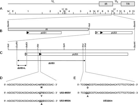 Construction Of Virus Mutants A Schematic Map Of The Prv Genome Download Scientific Diagram
