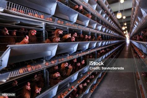 Produksi Telur Ayam Pabrik Ayam Merah Duduk Di Kandang Khusus Perspektif Linear Perusahaan