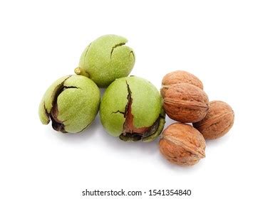 Group Green Nuts Isolated White Background 스톡 사진 1541354840 Shutterstock