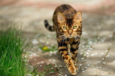 Premium Photo Beautiful Bengal Cat Of Bright Leopard Color On A Walk