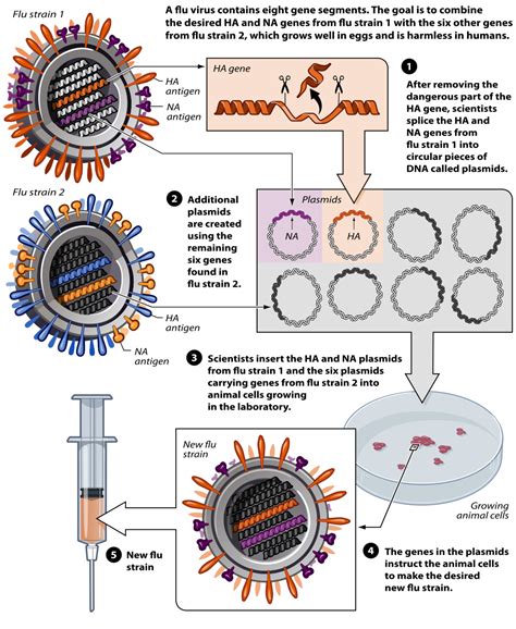 Reverse Genetics Wikipedia