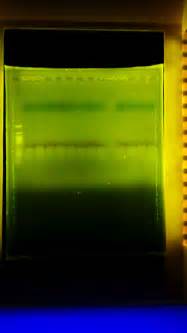 121 Questions With Answers In Gradient Pcr Science Topic