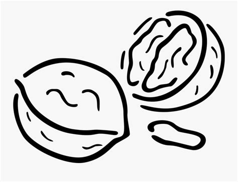 Nuts Vector Black And White Walnut Clipart Black And White Free