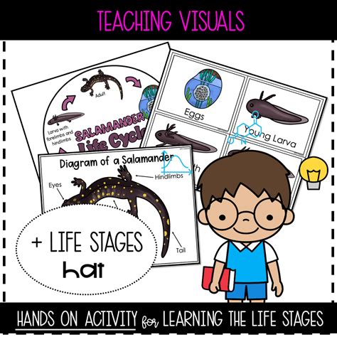 Salamander Life Cycle Salamander Animal Research All About