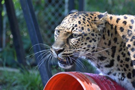 Lily In Sync Exotics