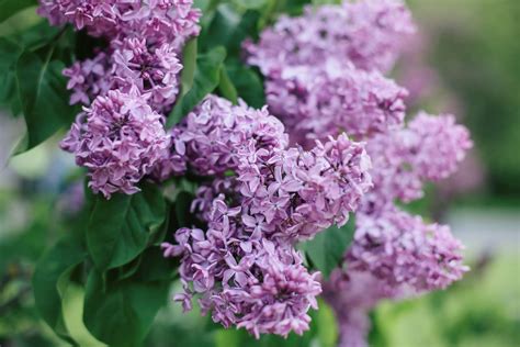 9 Of The Most Fragrant Flowers To Plant In Spring