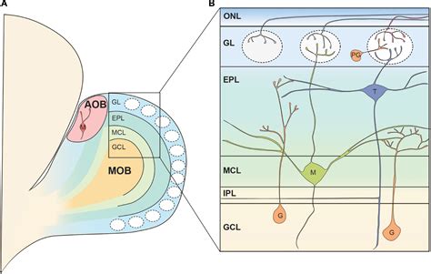 What Are The Components Of Olfactory Bulb At Blanche Carter Blog
