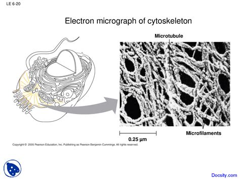 Electron Micrograph Of Cytoskeleton Fundamentals Of Biology Lecture Slides Slides Biology