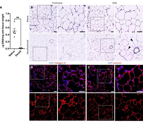 Engineered Lung Tissues Prepared From Decellularized Lung Slices