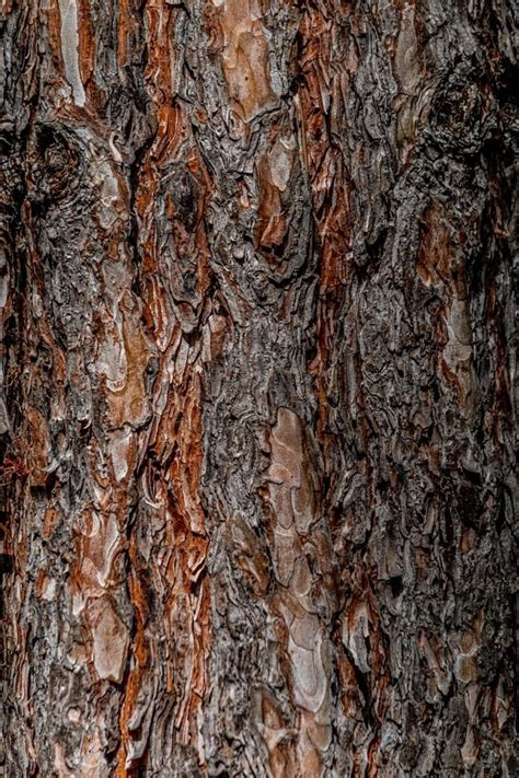 Free Picture Cortex Bark Red Wood Tree Texture Spruce Timber Rough Material Trunk