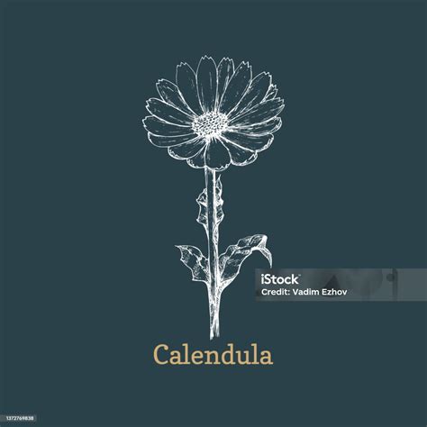 벡터 디자인 요소의 금송화 꽃 스케치 인그레이빙 스타일로 메리 골드 식물 드로잉 오니시날리스 식물 손으로 그린 일러스트 금잔화 온대 식물에 대한 스톡 벡터 아트 및 기타