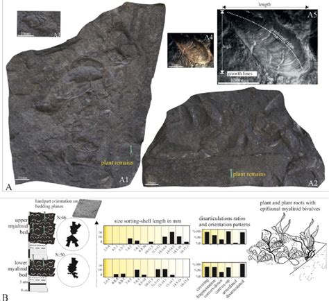 a monotaxic myalinid bivalve shell slabs internal and external molds
