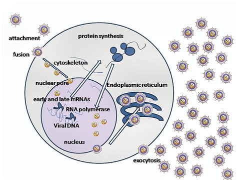 Dna Viruses In Eukaryotes Boundless Microbiology