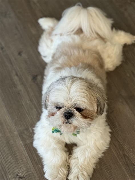 Cute Sploot Time Rshihtzu