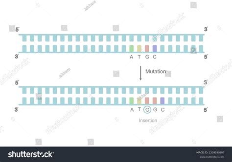 Picture Represents Type Dna Mutation Insertion Stock Vector Royalty Free 2239190805 Shutterstock