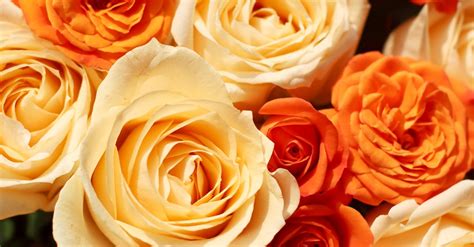 오렌지와 노란 장미의 생동감 넘치는 꽃다발 · 무료 스톡 사진