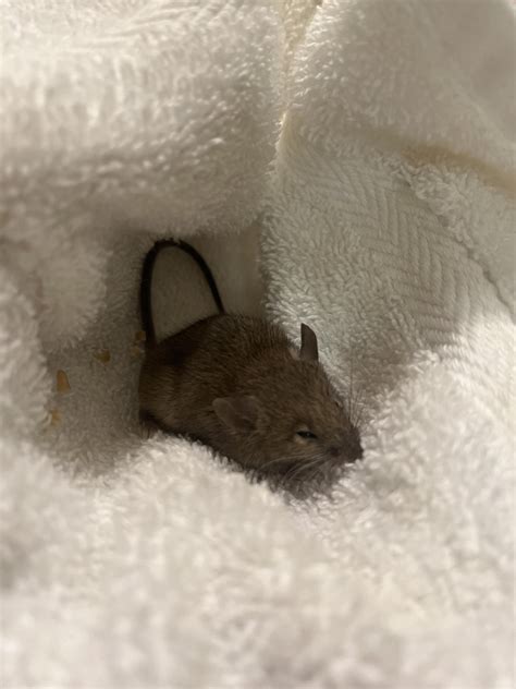 Found A Mouse At Home Not Sure Whats Wrong But Its Not Moving Much