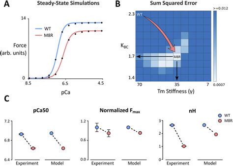 A Steady State Simulations Comparing Wt And M8r Symbols Show Model Download Scientific