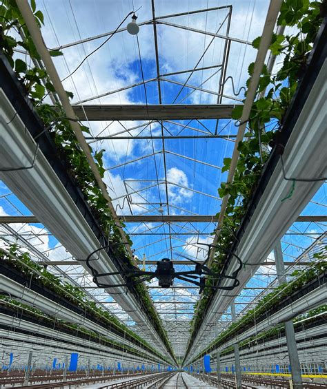 Precision Pollination For Strawberries With Drones Drone